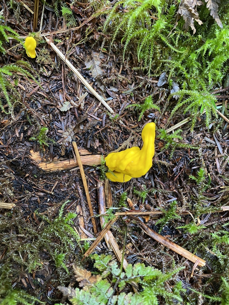 Irregular Earth Tongue from Pisgah National Forest, Burnsville, NC, US ...