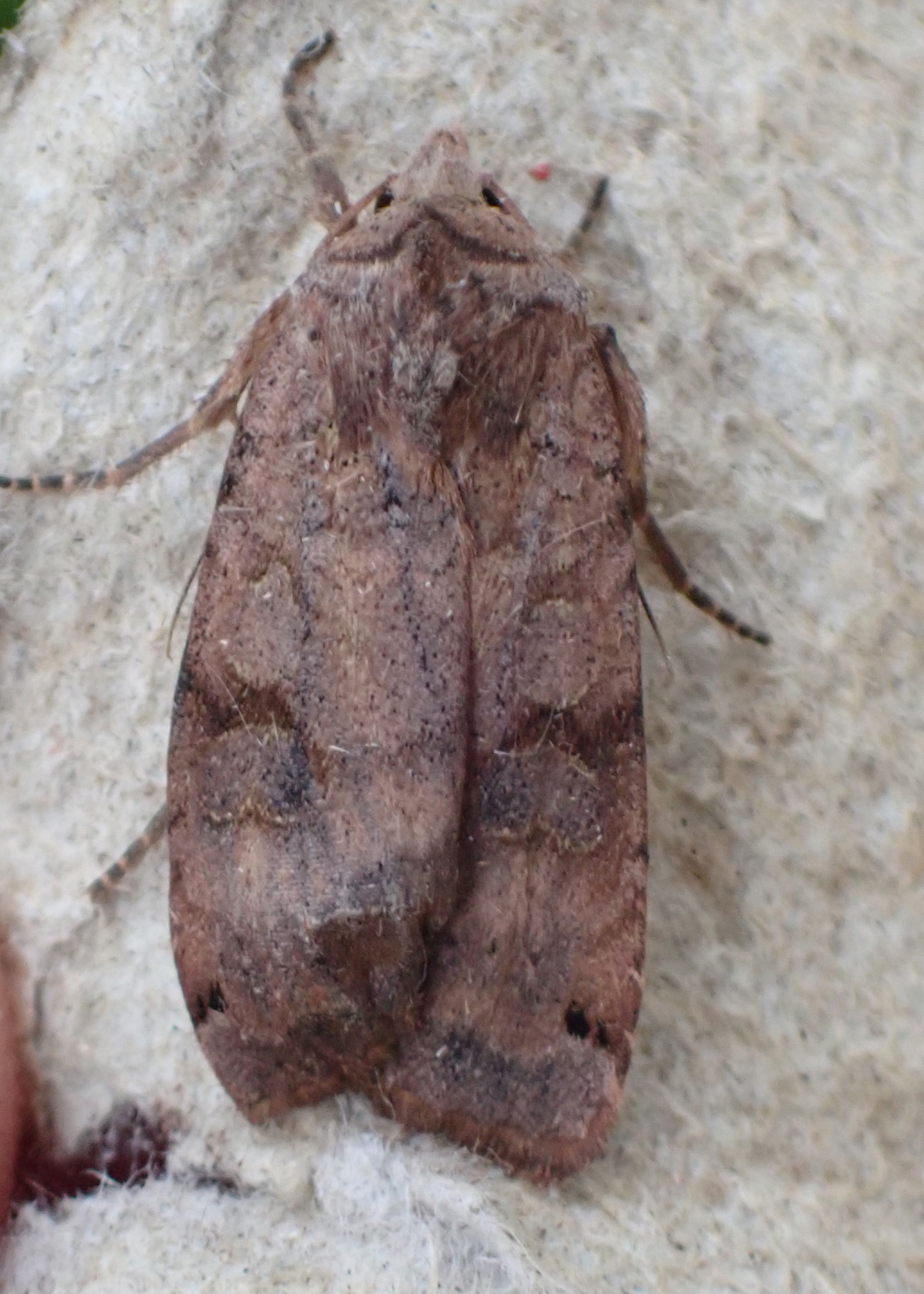 Xestia smithii Snellen, 1896