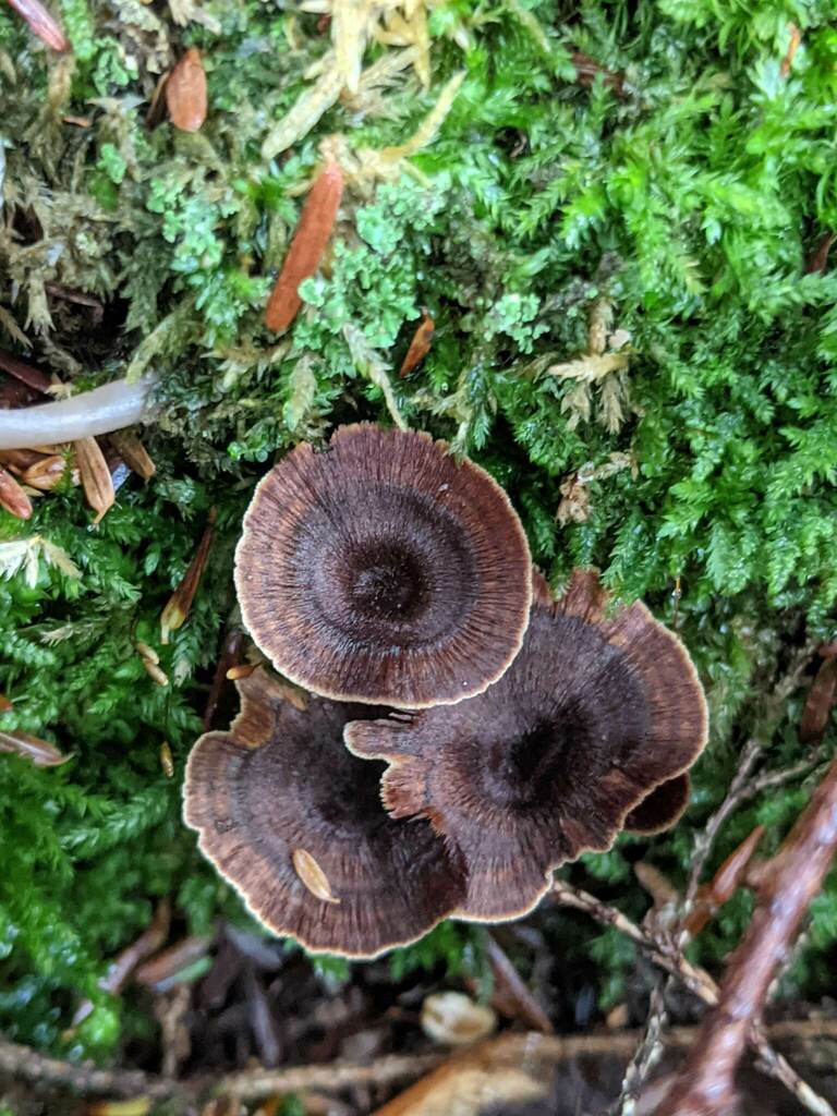 Shiny cinnamon polypore in August 2022 by Alex Graeff · iNaturalist