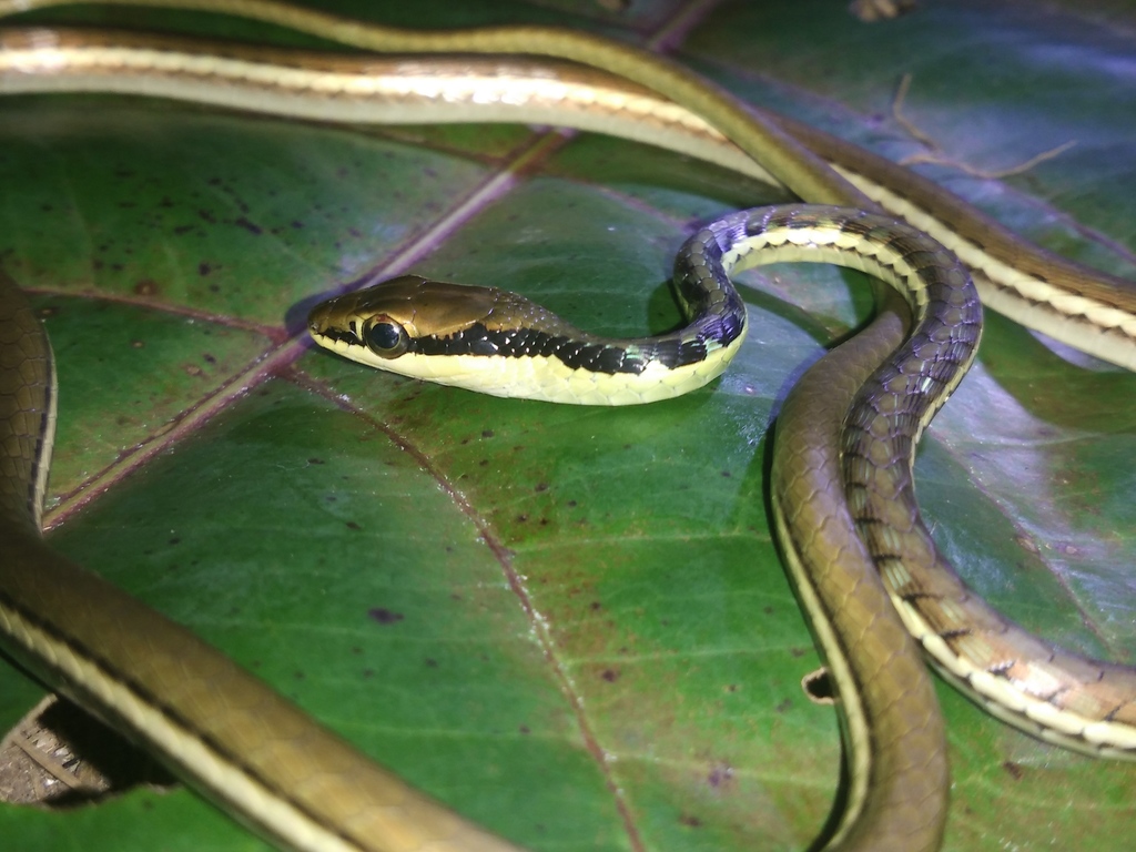 Painted Bronzeback (Dendrelaphis pictus) - Snakes and Lizards