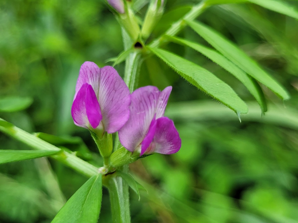 Common Vetch from North Laurel, MD 20723, USA on May 14, 2022 at 01:40 ...