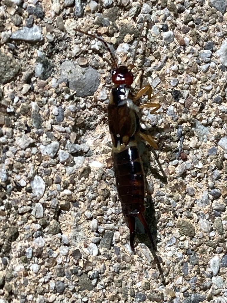 European Earwig from Oak Knoll Dr, Hamilton, ON, CA on August 28, 2022 ...