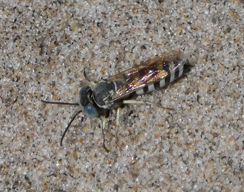 Observations by jeremyhussell · iNaturalist