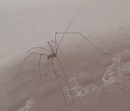 Observations by charles_stirton · iNaturalist