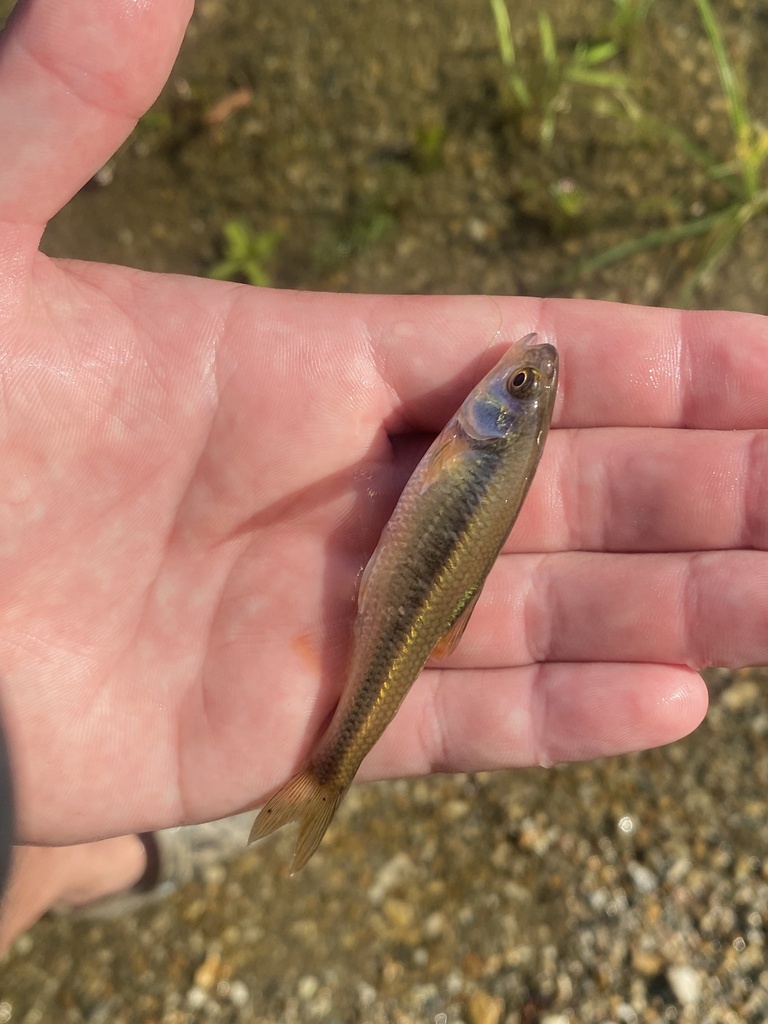 Common Shiner (SD Fish Passage Guide ) · iNaturalist