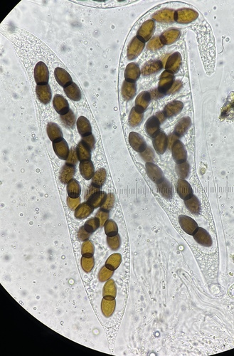 Delitschia polyspora · iNaturalist