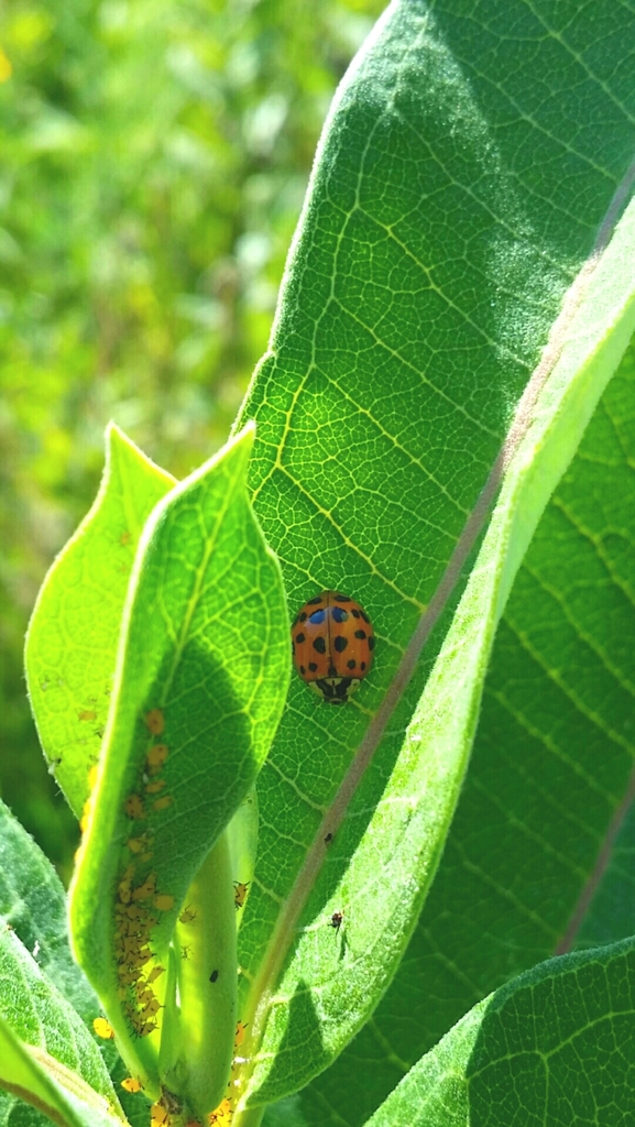 Asian Lady Beetle in August 2015 by Marguerite K Goodwin. Feeding on ...