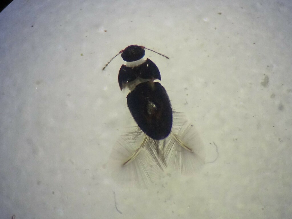 Feather-winged Beetles from Alaquez on August 23, 2022 at 05:00 PM by ...