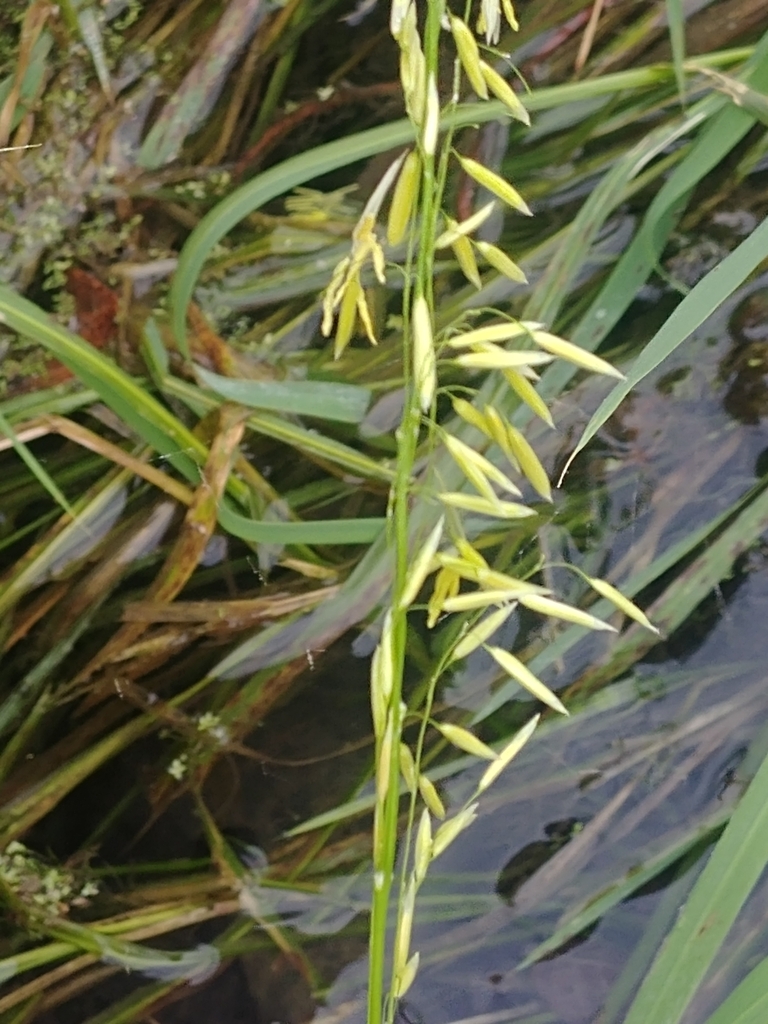 Texas wild rice in August 2022 by Jessica Huang · iNaturalist