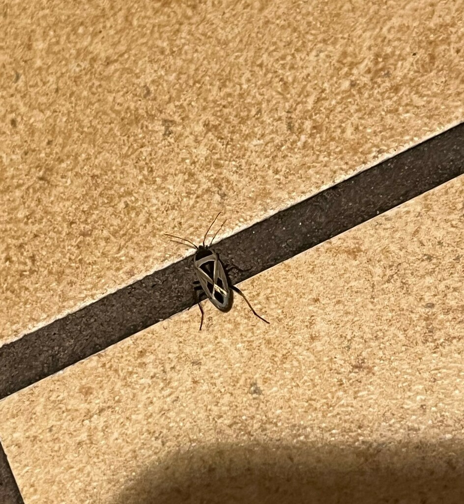 Mediterranean Seed Bug from Corvallis, OR, USA on August 07, 2022 at 10 ...