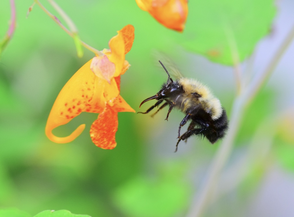 Half-black Bumble Bee from 320 Browns Trace Rd, Jericho, VT 05465, USA ...
