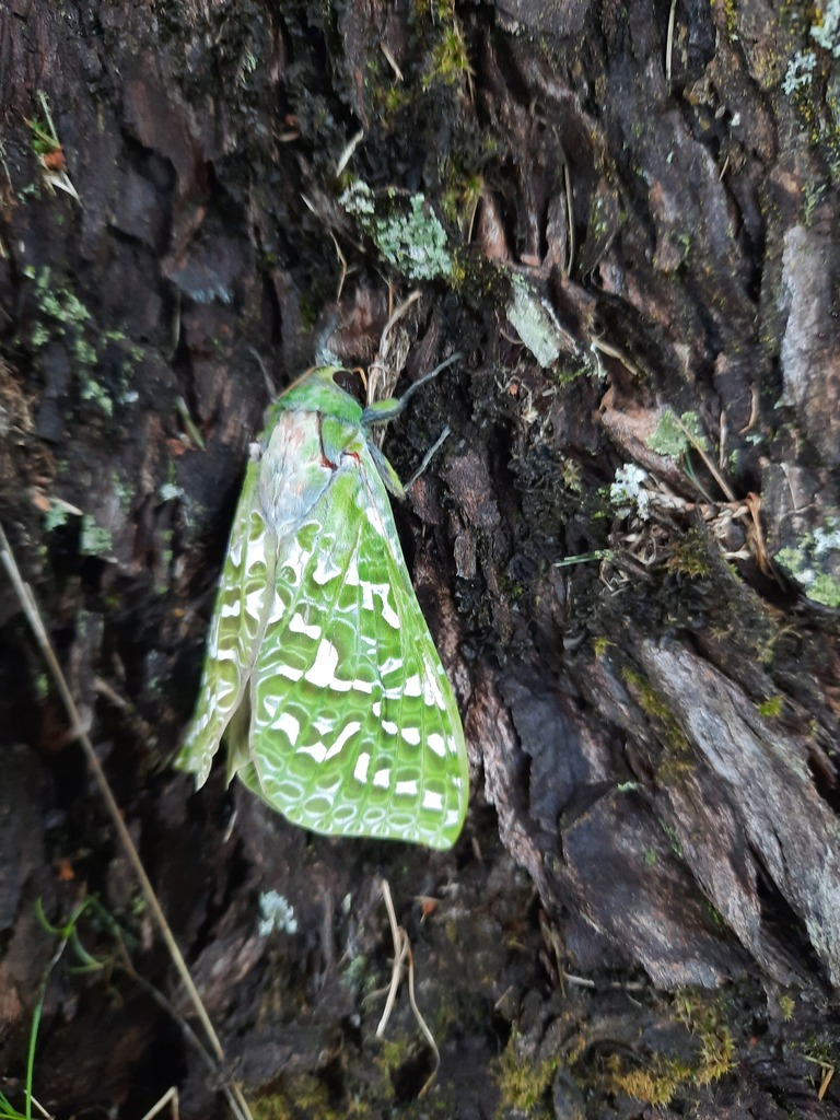 Puriri moth from Ohakune, New Zealand on August 27, 2022 at 03:14 PM by ...