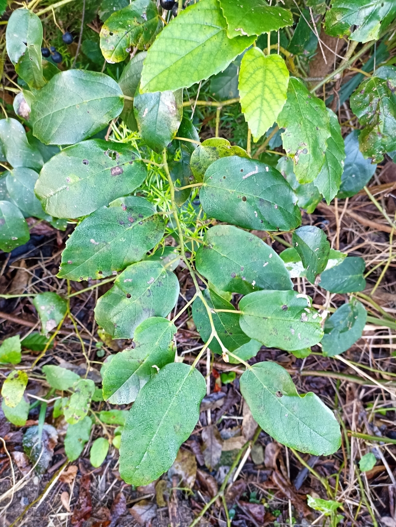 Kangaroo Vine from Mona Vale NSW 2103, Australia on August 29, 2022 at ...