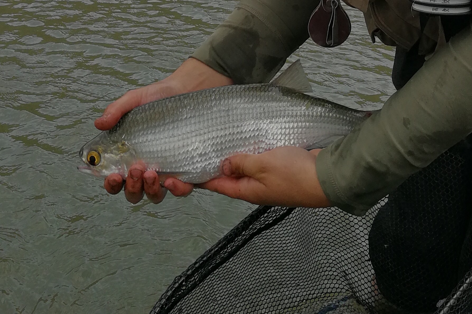 Hiodon Lesueur, 1818