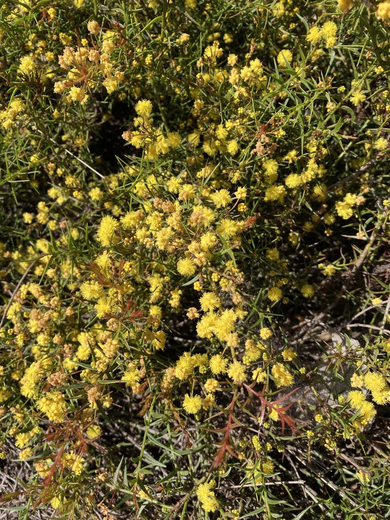 Phyllodineae from Booyal QLD 4671, Australia on August 23, 2022 at 10: ...