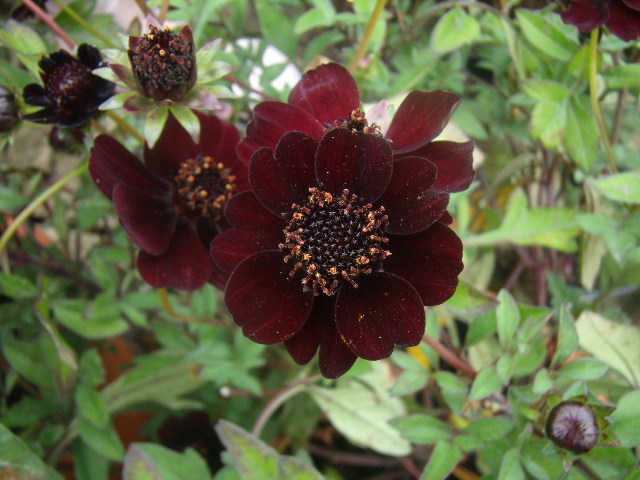 Chocolate Cosmos (Cosmos atrosanguineus) - Botanical Realm