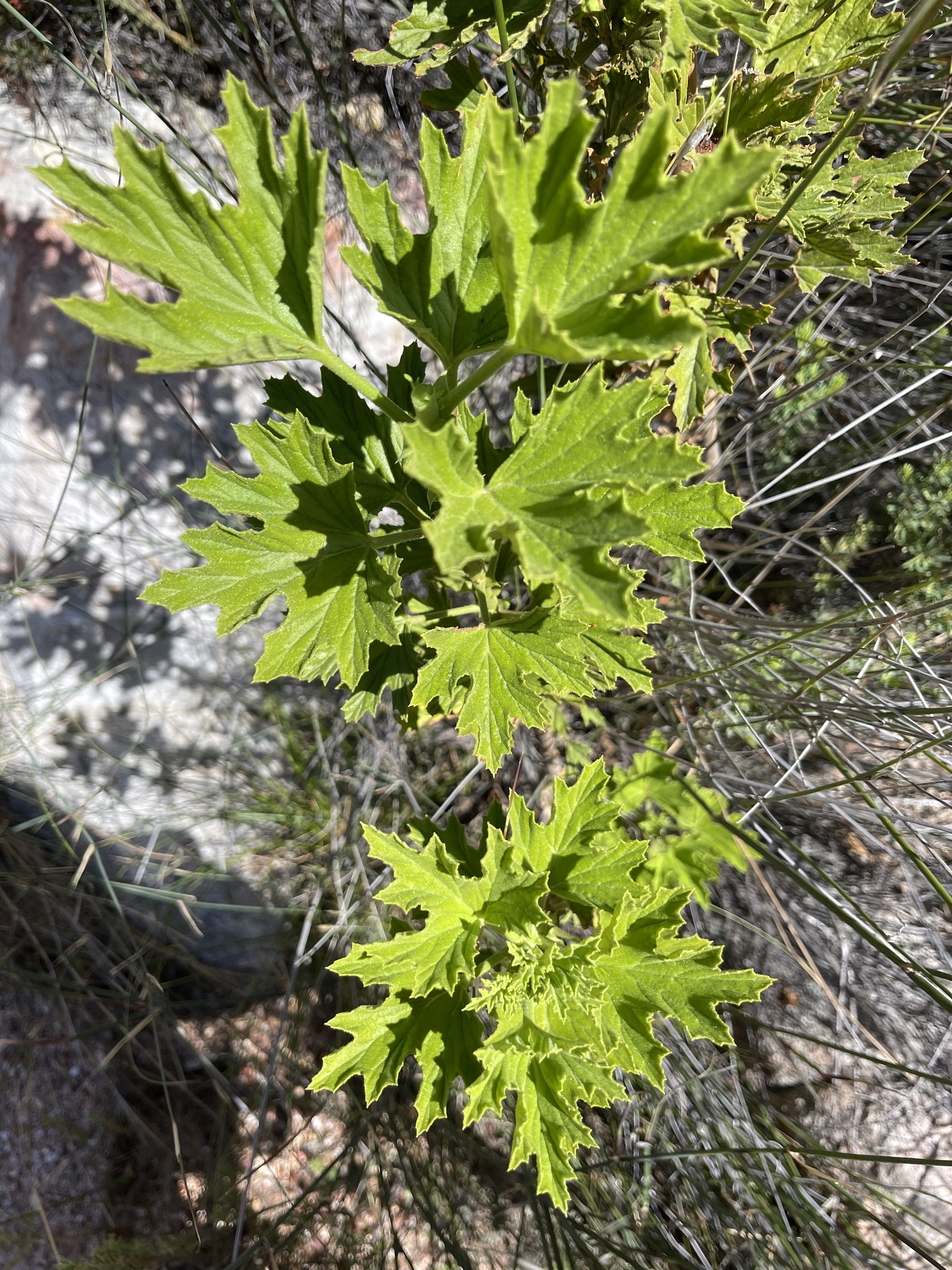 Pelargonium scabrum (L.) L'Hér.