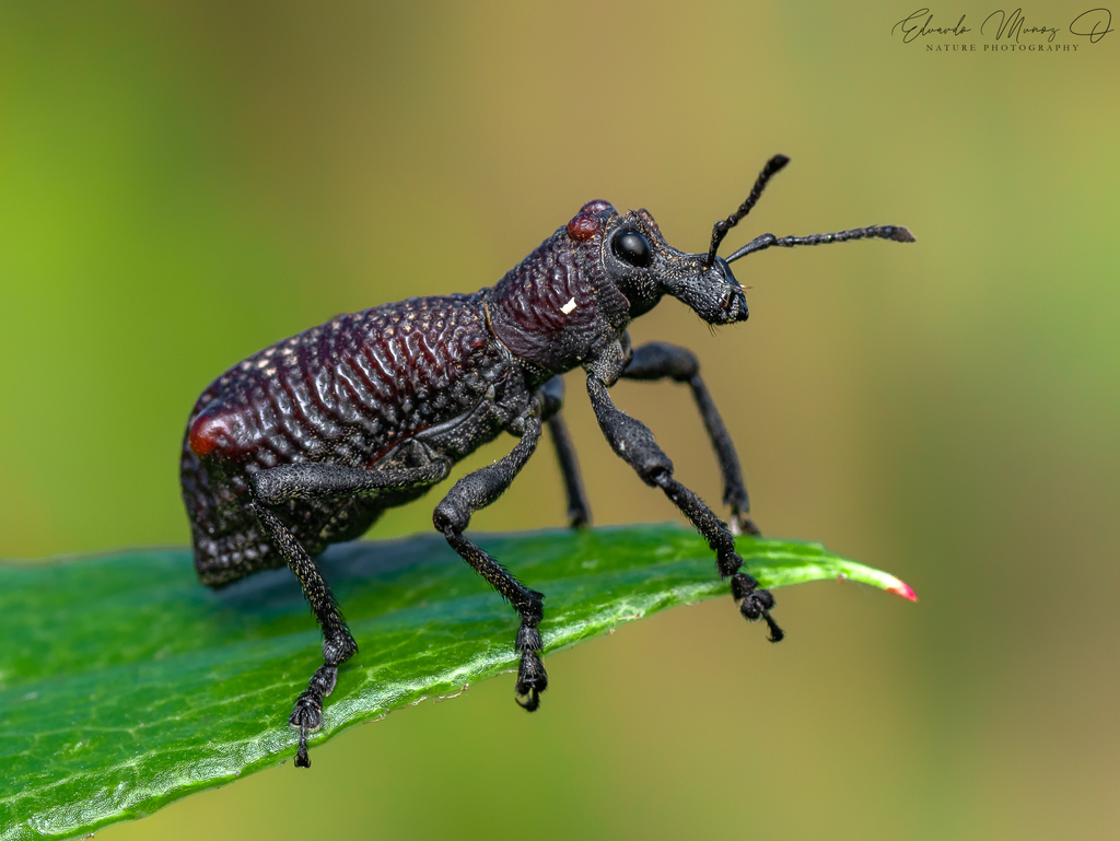 Aegorhinus bulbifer (Insectos en huertas y jardines de Bariloche ...