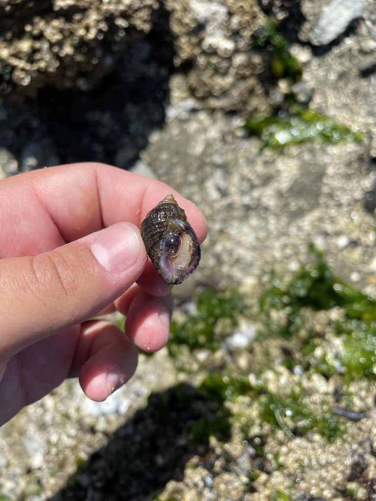 Striped Dogwinkle from Beach Dr SW, Seattle, WA, US on August 28, 2022 ...