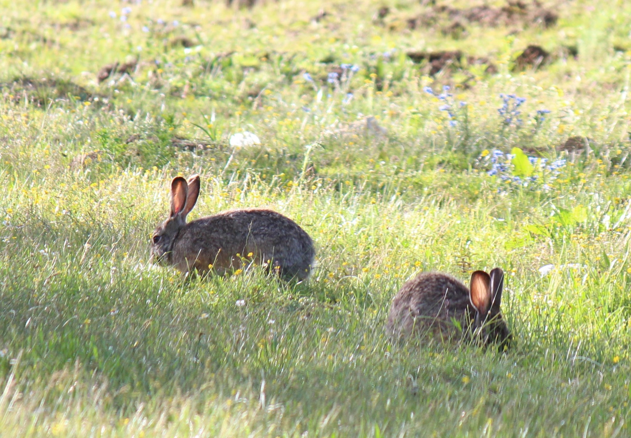 Lepus comus Allen, 1927
