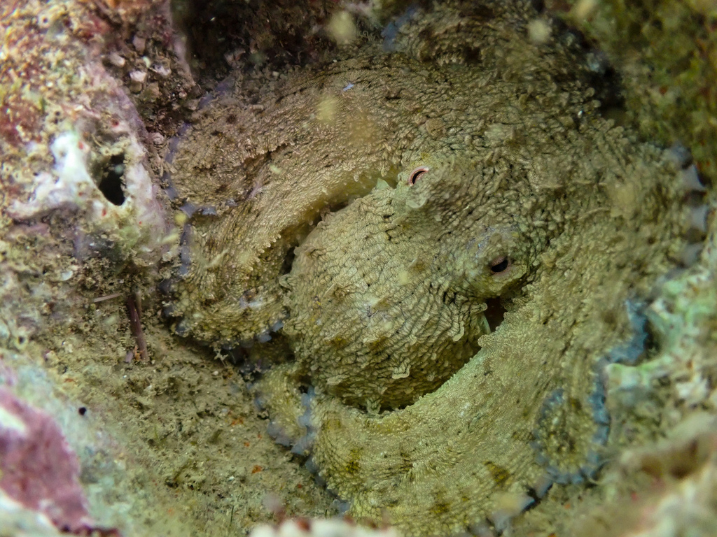 Brazilian Reef Octopus from Cd Madero, Tamps., México on August 27 ...