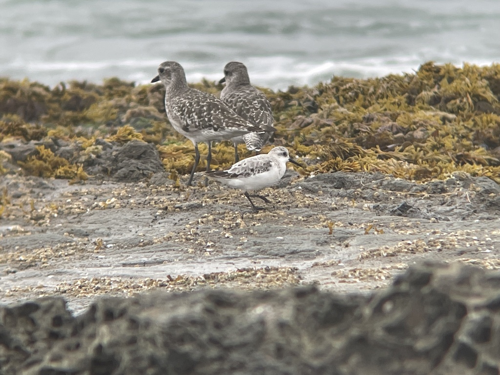 Sanderling from Mackerricher State Park, CA, US on August 28, 2022 at ...