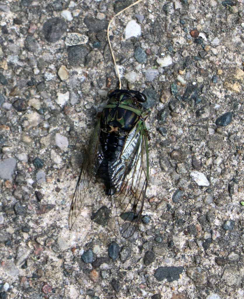 Robinson's Annual Cicada from Marshall, MI 49068, USA on August 26 ...