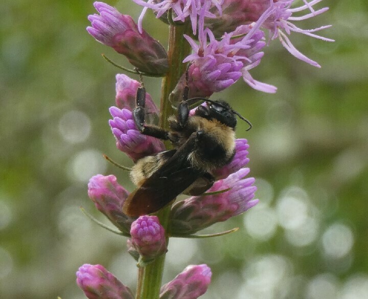 American Bumble Bee from Florida, Pasco, Aripeka, Aripeka Sandhills ...