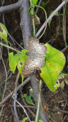 Many-spotted Zober (Zobera marginata)