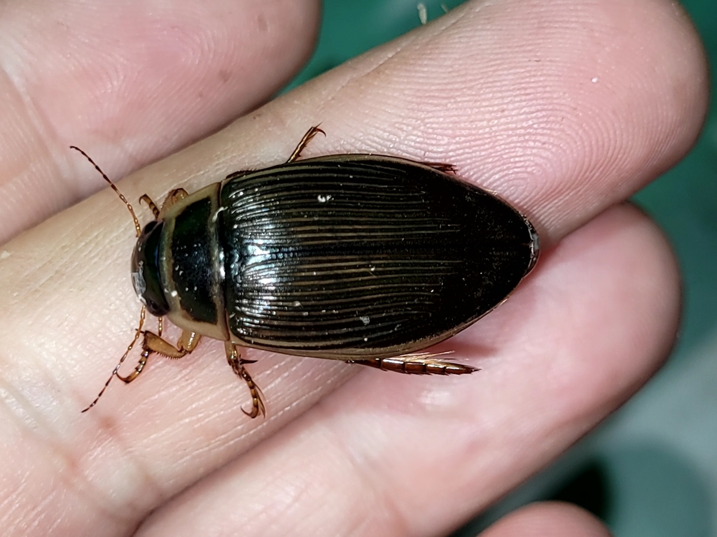 Dytiscus alaskanus from Dillberry Lake Provincial Park on August 26 ...
