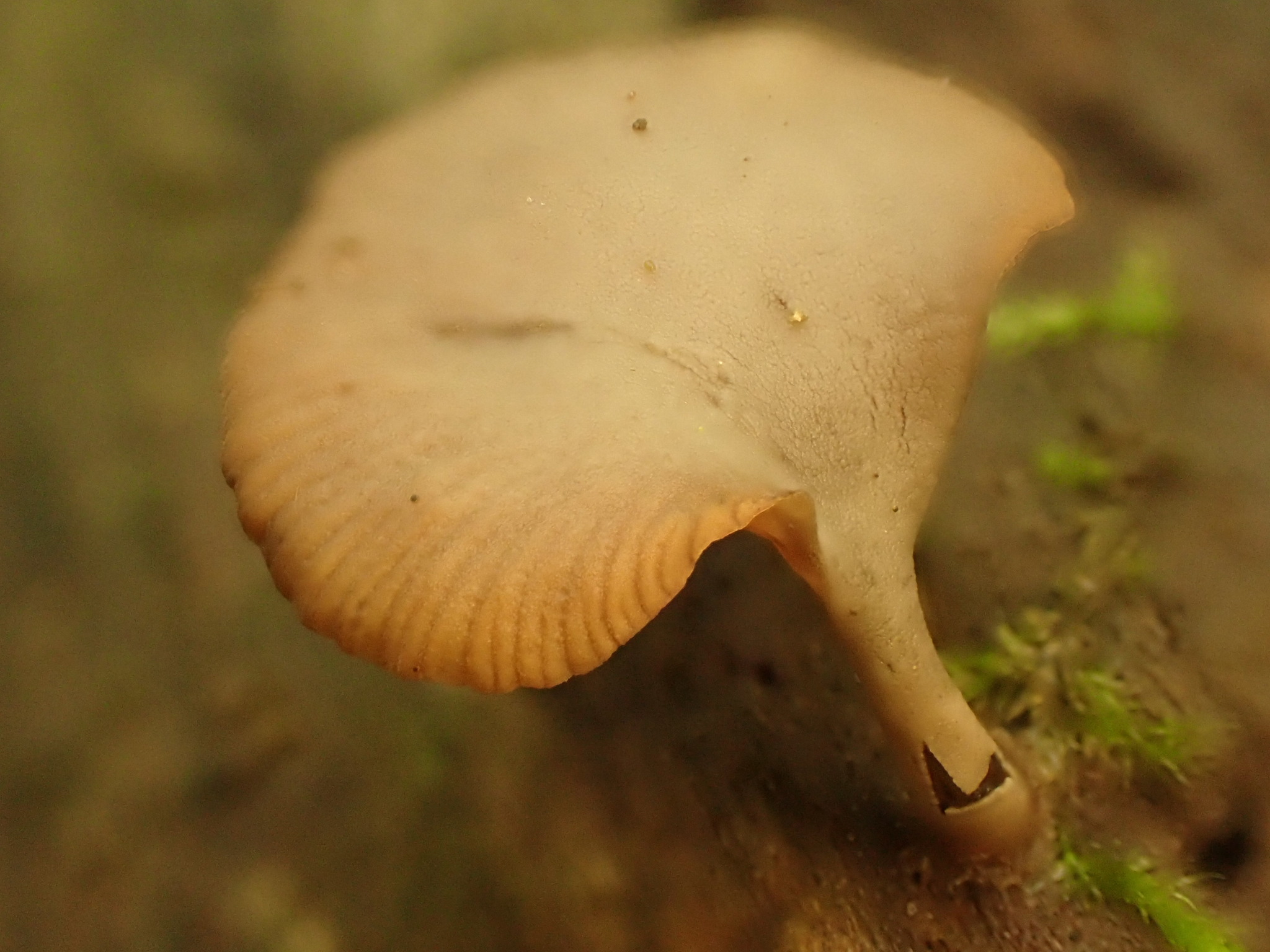 Resupinatus dealbatus (Berk.) Singer