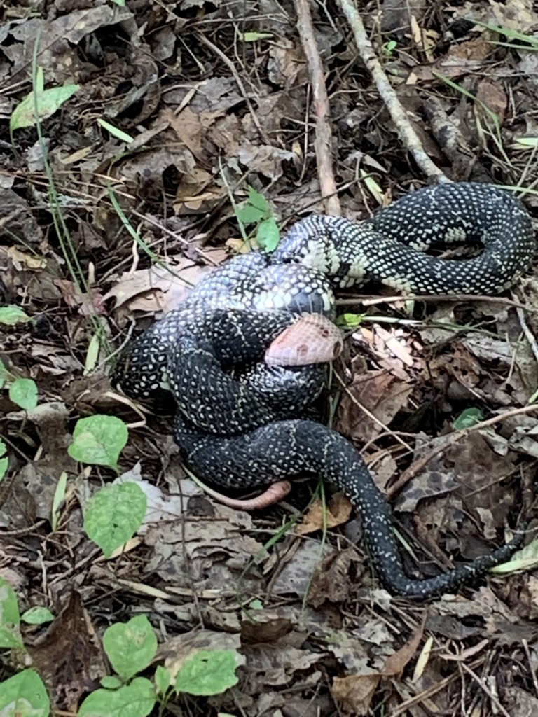Black Kingsnake from Greenville, AL, US on August 27, 2022 at 11:36 AM ...