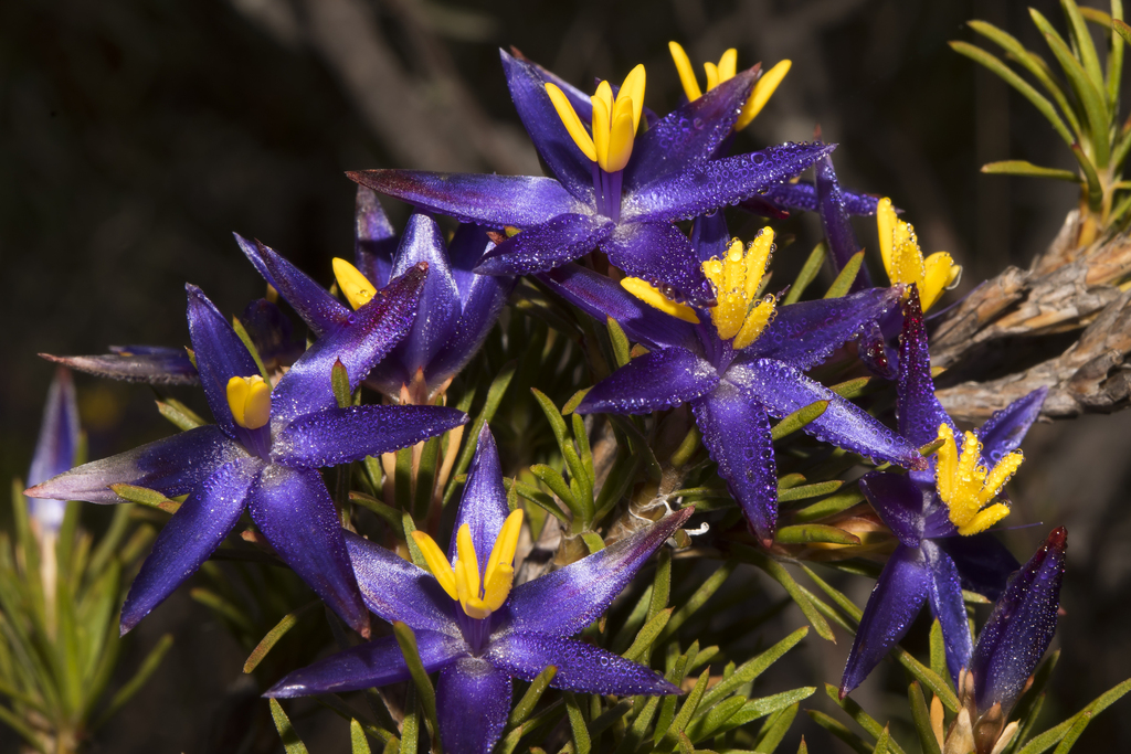 (Calectasia obtusa) - Botanical Realm