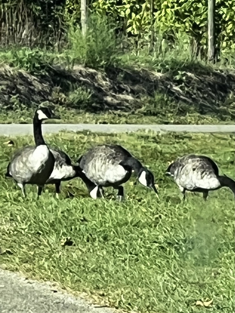 Canada Goose from Lake Shelby Park & Campground, Shelbyville, KY, US on ...