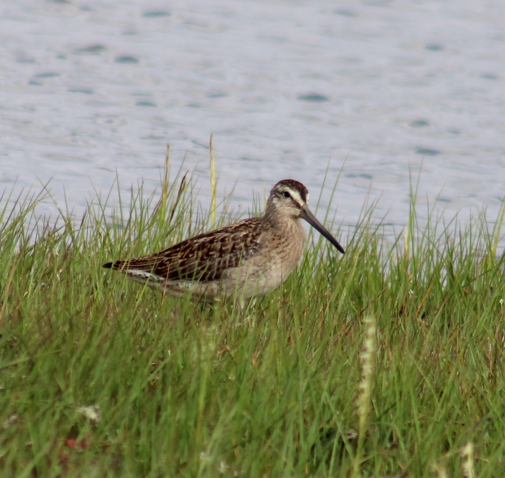 Short-billed Dowitcher from Quonochontaug Breachway on August 27, 2022 ...