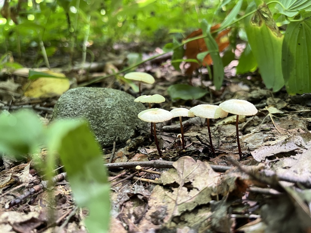 Marasmius delectans from Awenda Park, Tiny, ON, CA on August 28, 2022 ...