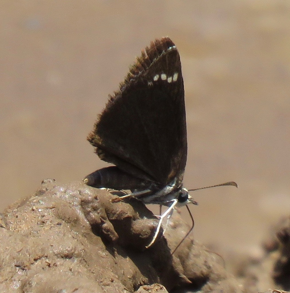 Common Sootywing (Dinosaur National Monument Butterfly ID Guide 🦋 ...