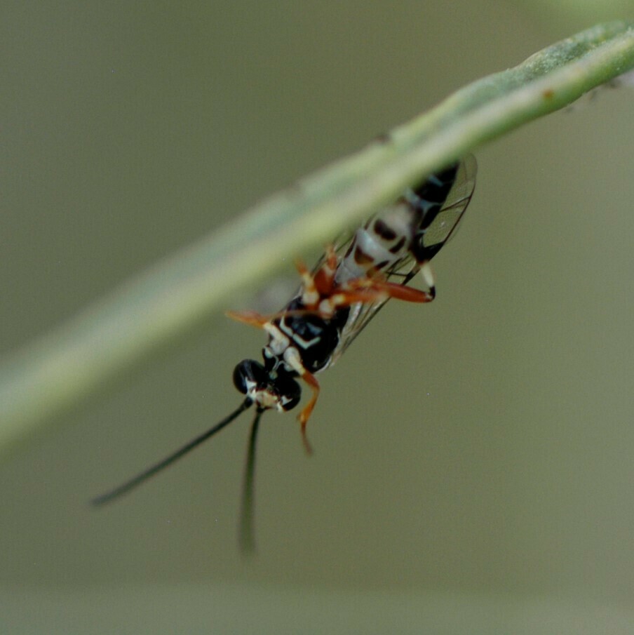 Diplazon in August 2022 by Elliott Gordon · iNaturalist