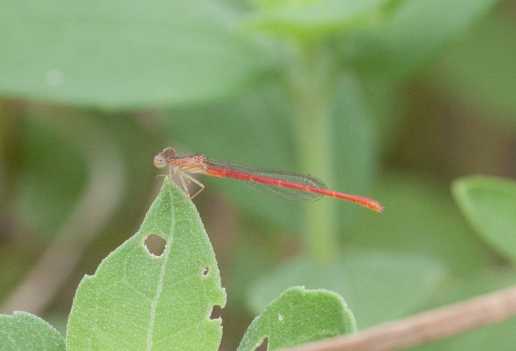 Desert Firetail from Southwest Arlington, Arlington, TX, USA on August ...