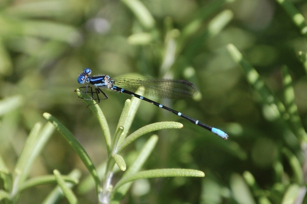 Blue-ringed Dancer from S Glenbrook Dr, Garland, TX, US on August 25 ...