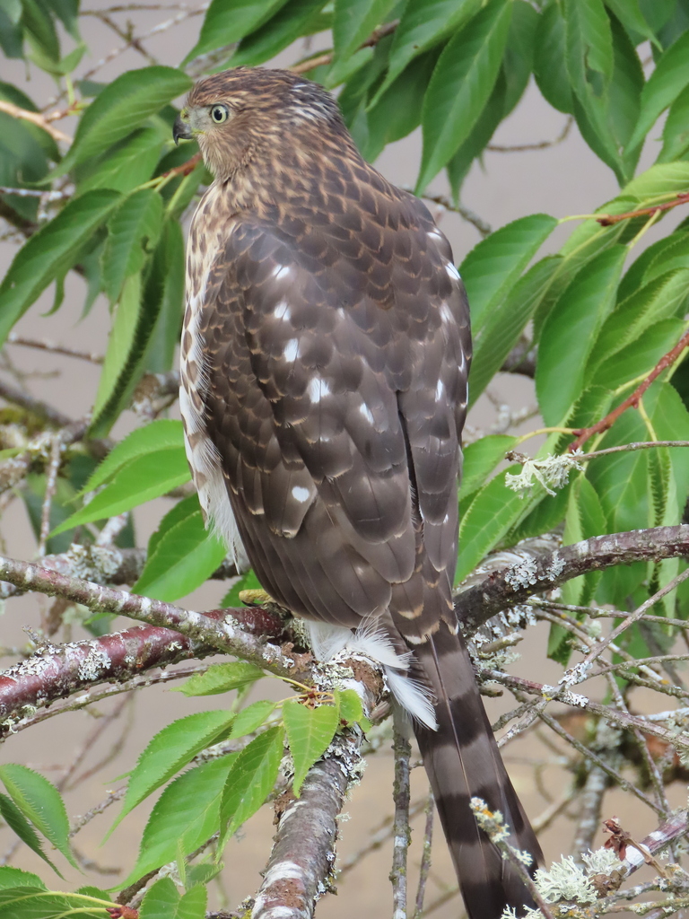 Cooper's Hawk from Orenco Station, Hillsboro, OR 97124, USA on August ...