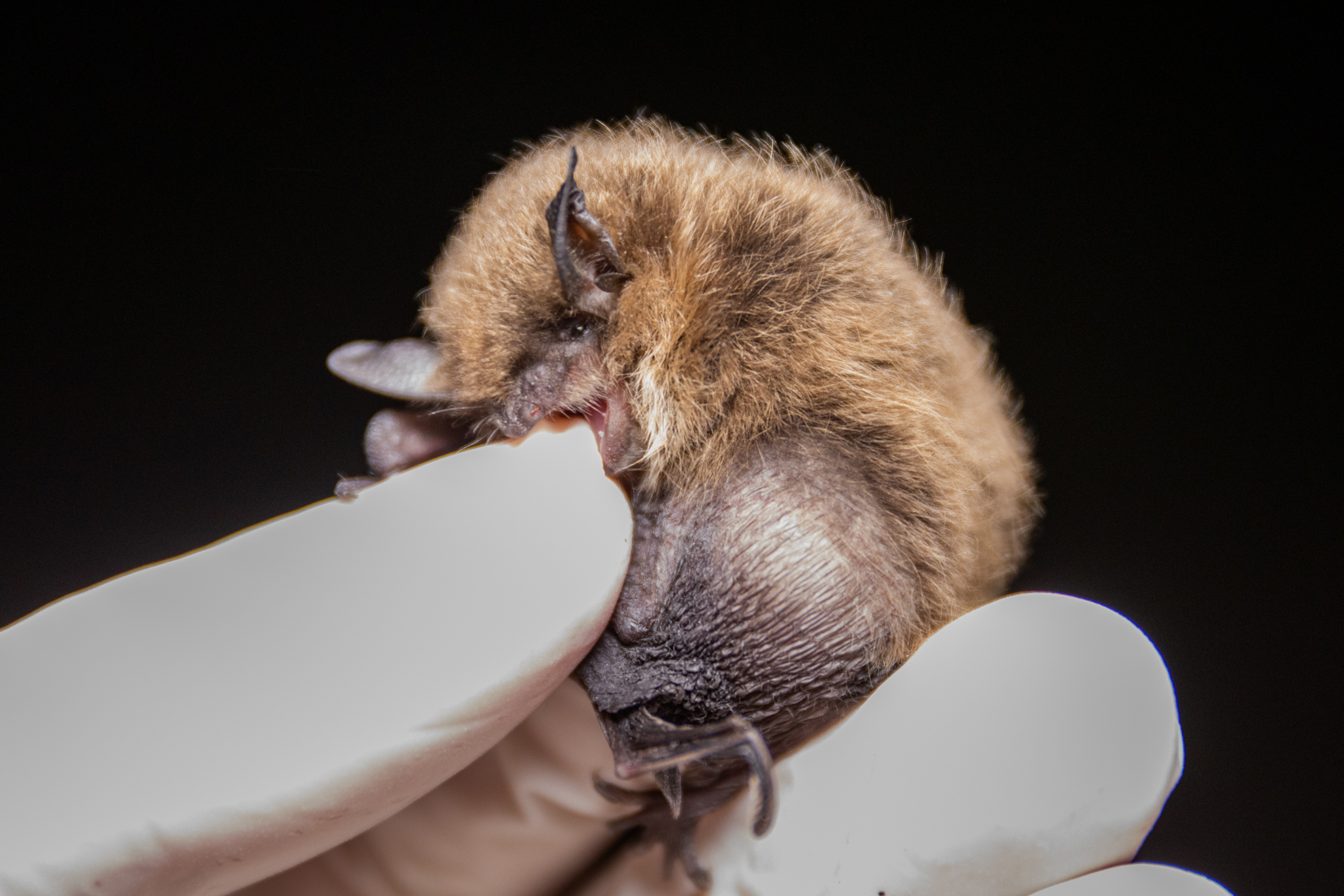 Myotis californicus (Audubon & Bachman, 1842)