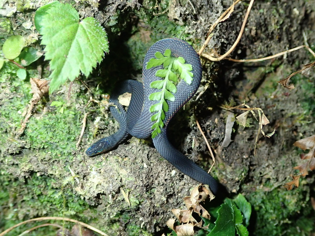 Black Odd-scaled Snake from 來義鄉, TW on April 11, 2019 at 10:18 PM by ...