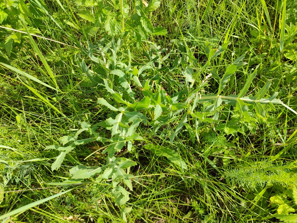Field Eryngo from Залужное, Лискинский р-н, Воронежская обл., Россия on ...