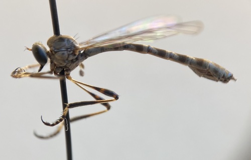 Leptogaster arborcola · iNaturalist