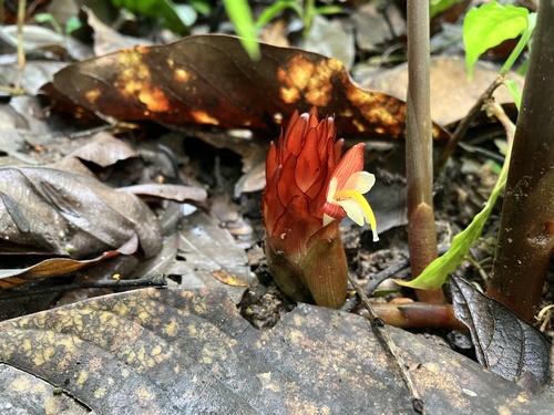 Zingiber thorelii · iNaturalist United Kingdom