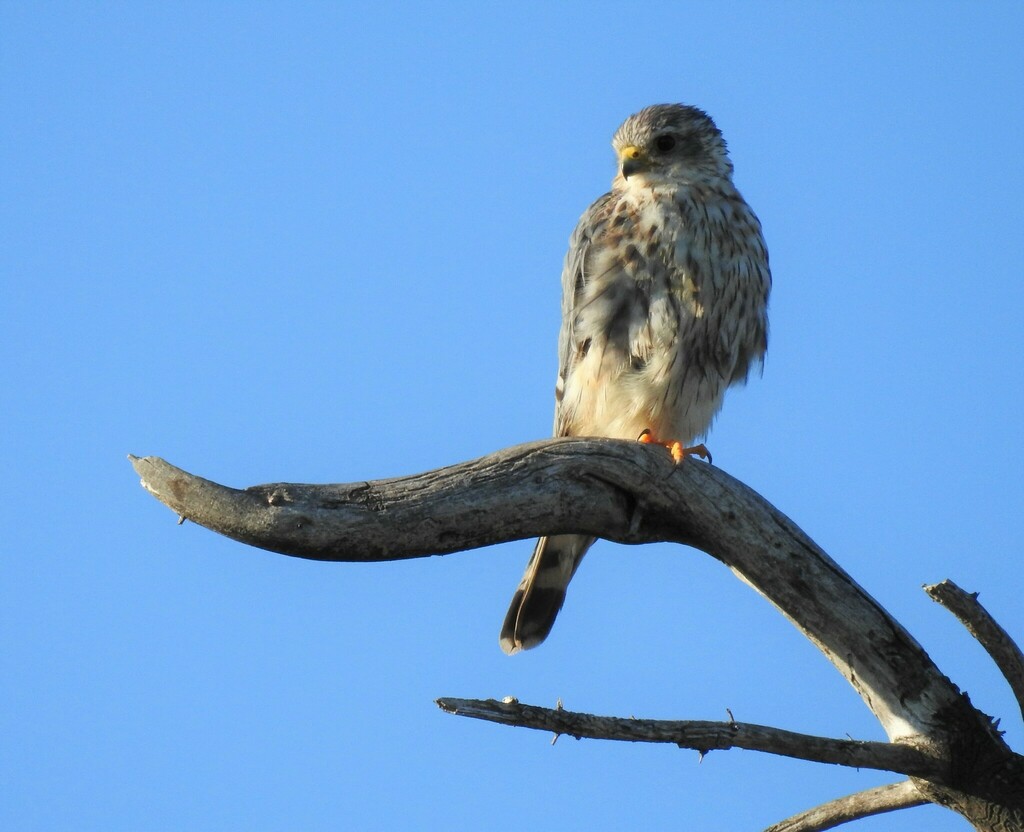 Merlin from Winkler, MB, Canada on August 20, 2022 at 09:36 PM by Ben ...