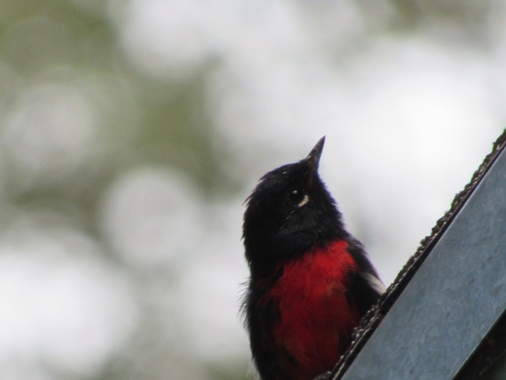 Painted Redstart from Ramsey Canyon Inn B & B on August 26, 2022 at 05: ...