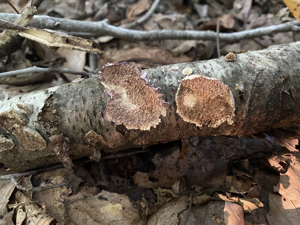 Trichaptum subchartaceum from Hardeman Dr, Ashland, KY, US on August 28 ...