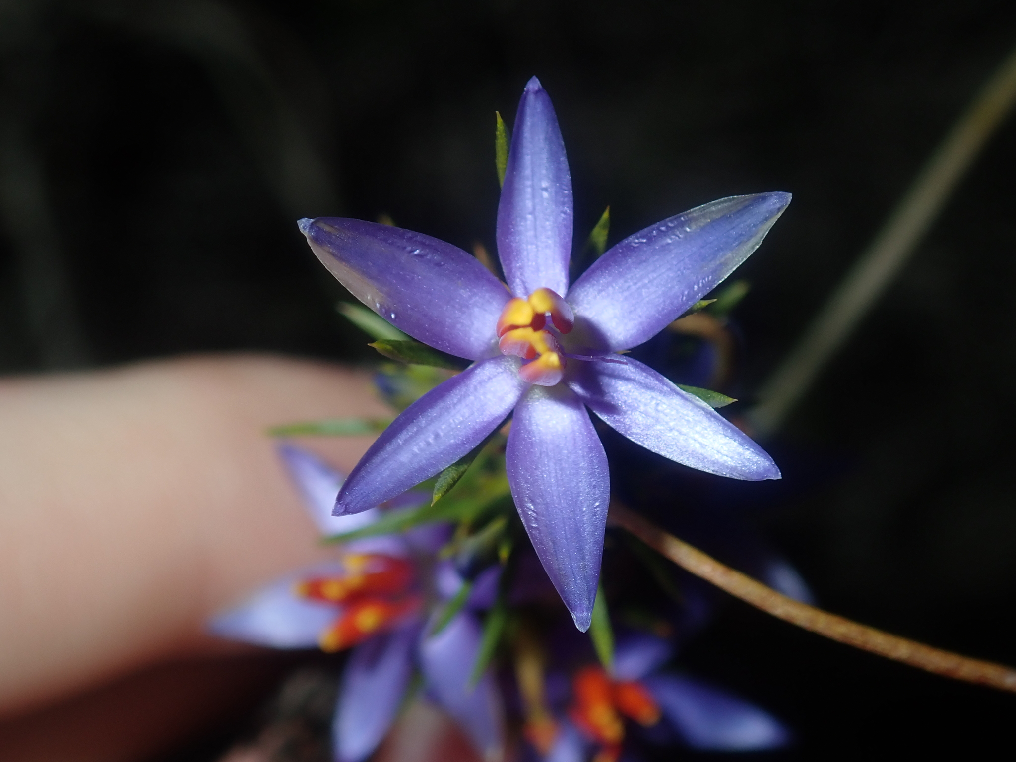 Calectasia narragara R.L.Barrett & K.W.Dixon